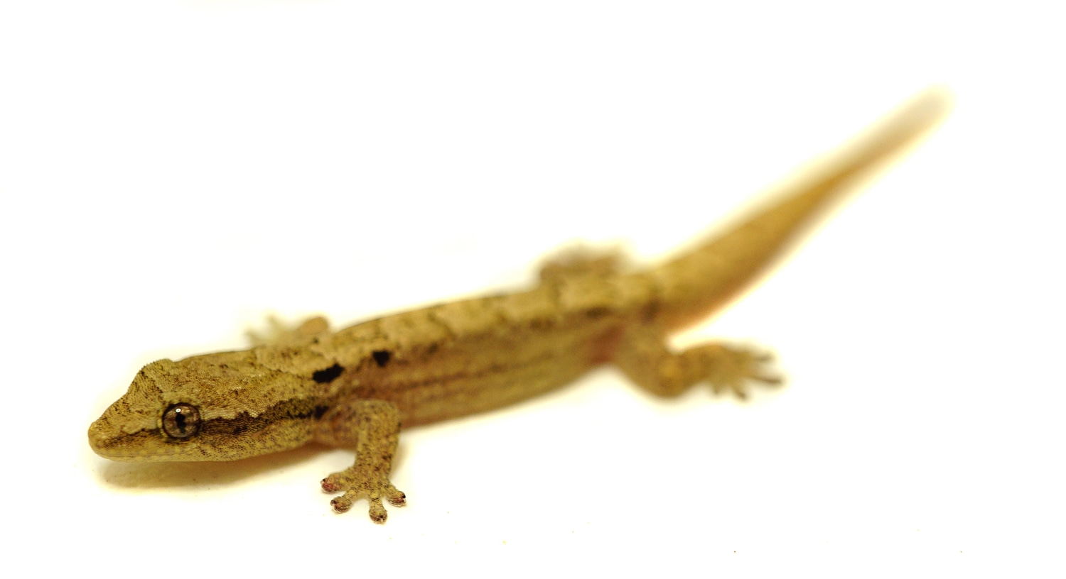 Hawaiian Mourning Gecko - Lepidodactylus Lugubris (Captive Bred) More ...
