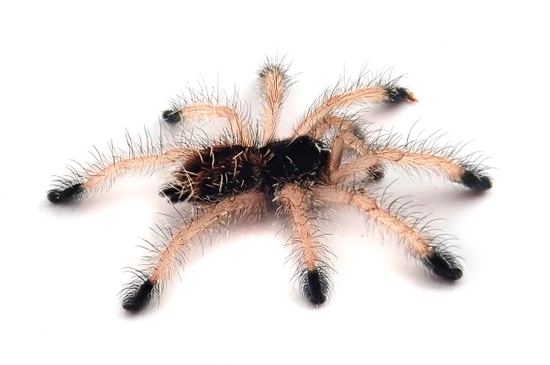 Metallic Pink Toe Tarantula - Avicularia Avicularia (Captive Bred) by ...