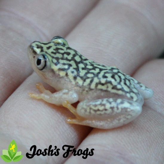 Starry Night Reed Frog - Heterixalus Alboguttatus (Captive Bred) by Josh's Frogs