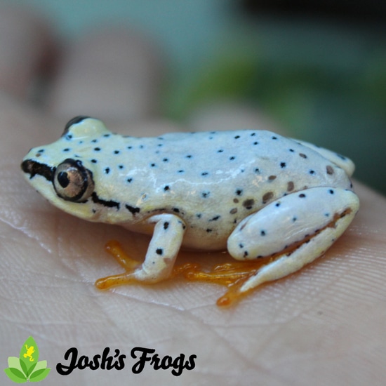 Blue Back Reed Frog - Heterixalus Madagascariensis (Captive Bred) by ...