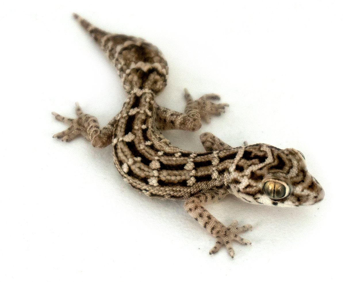 Viper Gecko - Teratolepis Fasciata (Captive Bred) More Gecko by Josh's ...