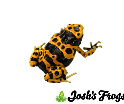 'Banded' (Captive Bred) - Bumble Bee Dart Frog Yellow-Banded Dart Frog ...