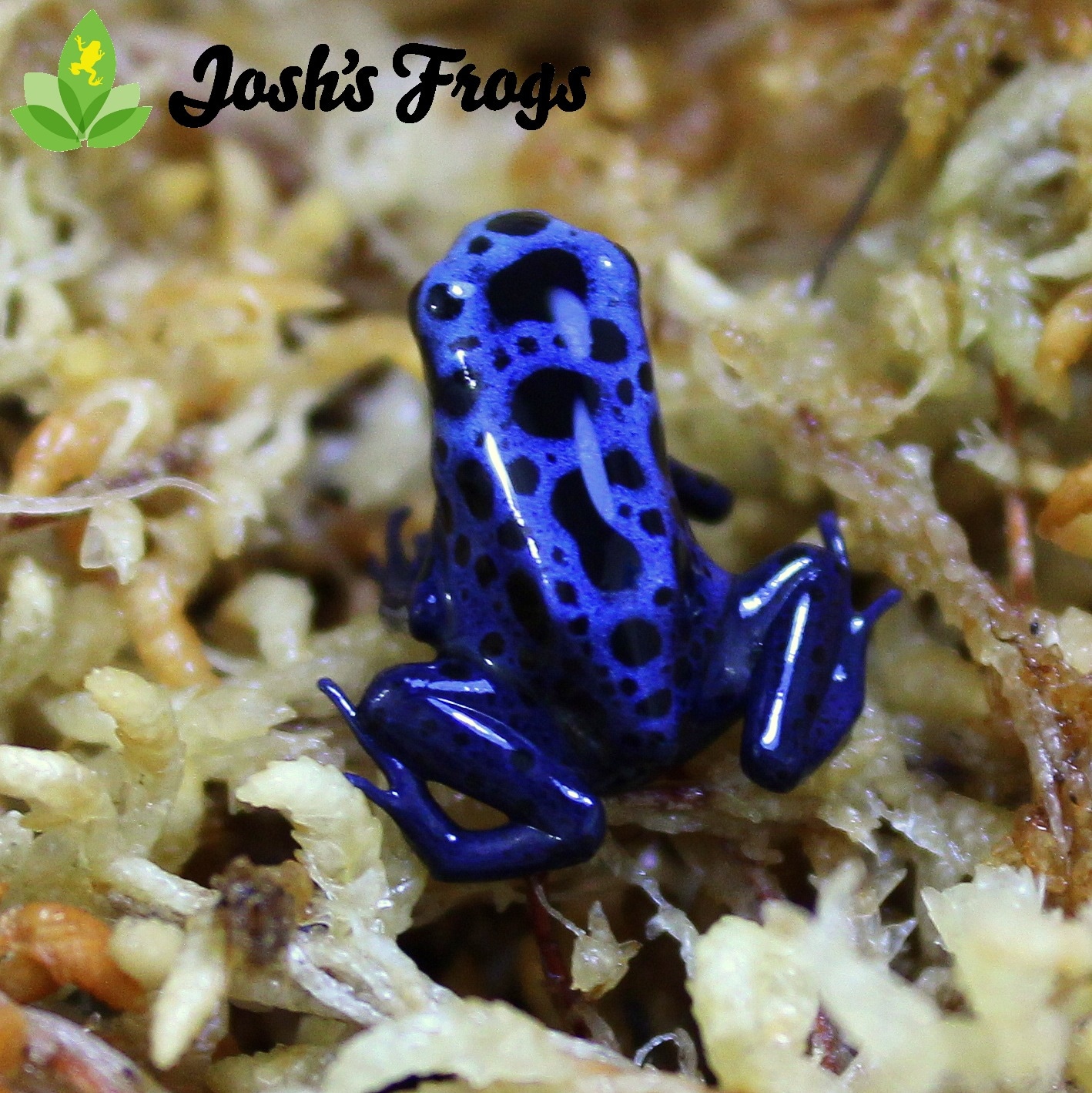 Dendrobates Tinctorius 'Azureus' (Captive Bred) 5/8"- Blue Poison Dart ...