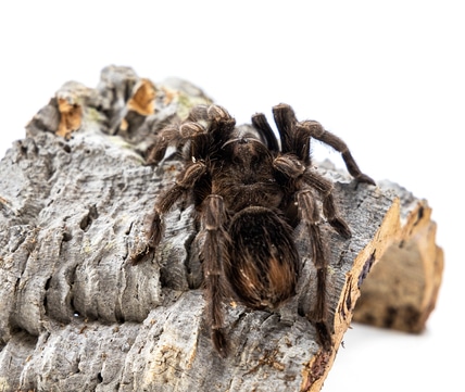Purple Earth Tiger - Cyriopagopus Sp. Hati Hati (Captive Bred ...
