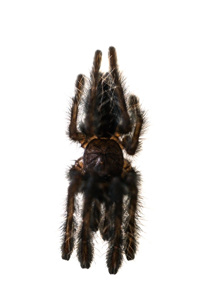 Purple Earth Tiger - Cyriopagopus Sp. Hati Hati (Captive Bred ...