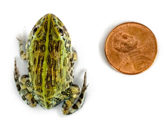 Dwarf Pixie Frog - Pyxicephalus Edulis (Captive Bred) Bullfrog by Josh ...