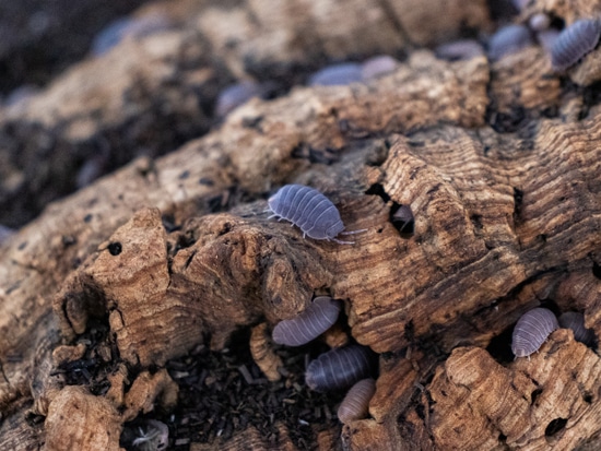 Cubaris Murina 'Little Sea' Isopods (10 Count) by Josh's Frogs