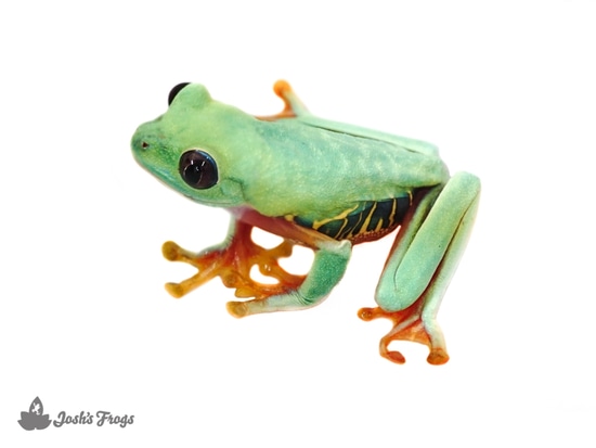Panamanian Red-Eyed Tree Frog - Agalychnis Callidryas (Captive Bred) by ...