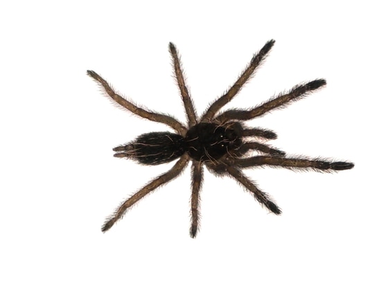 Violet Tree Tarantula - Tapinauchenius Cupreus (Captive Bred) by Josh's ...