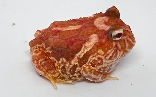 Translucent Strawberry Pineapple Pac-Man Frog - Ceratophrys Cranwelli ...