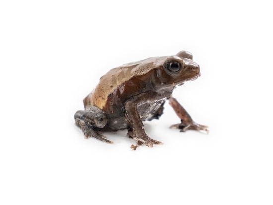 Smooth Sided Toad - Rhaebo Guttatus (Captive Bred) by Josh's Frogs