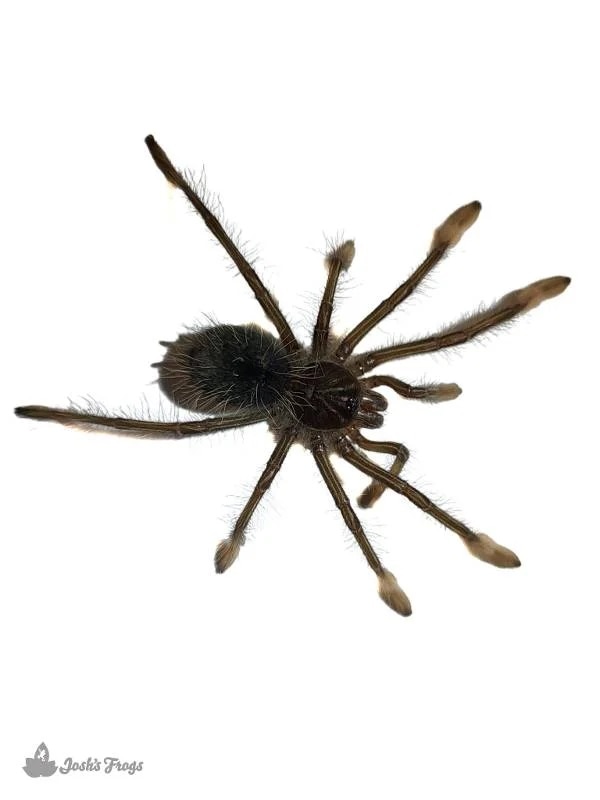 Pinkfoot Goliath Bird Eater - Theraphosa Apophysis | 1 Inch (Captive ...