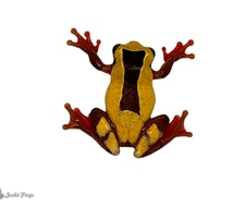 Tree Frogs for Sale - MorphMarket US & Canada