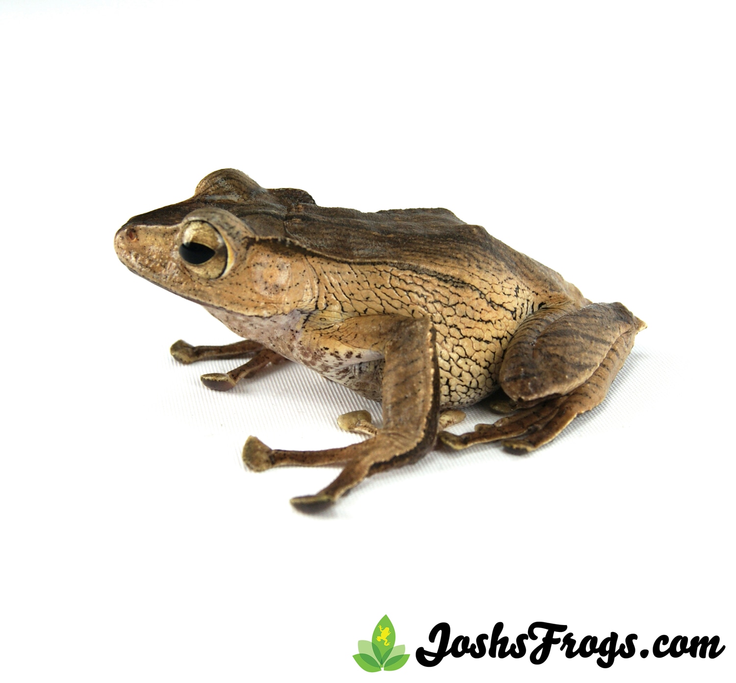 Borneo Eared Frog - Polypedates Otilophus (Captive Bred) Other Frog by ...