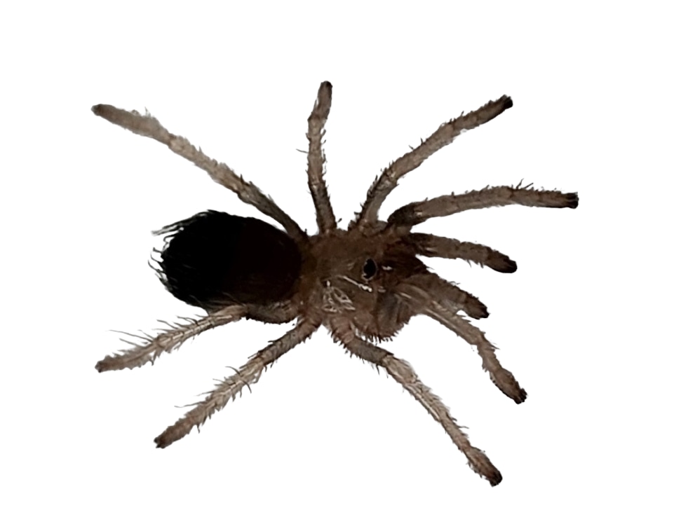 Golden Red Rump Tarantula - Brachypelma Albiceps | 1/4 Inch (Captive ...