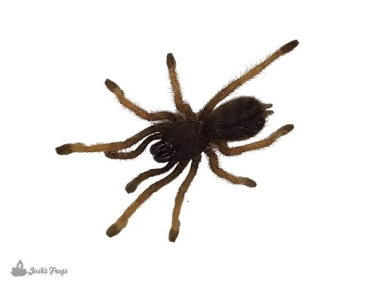 Vietnam Silver Tarantula - Ornithoctoninae Sp. "Vietnam Silver" by Josh ...