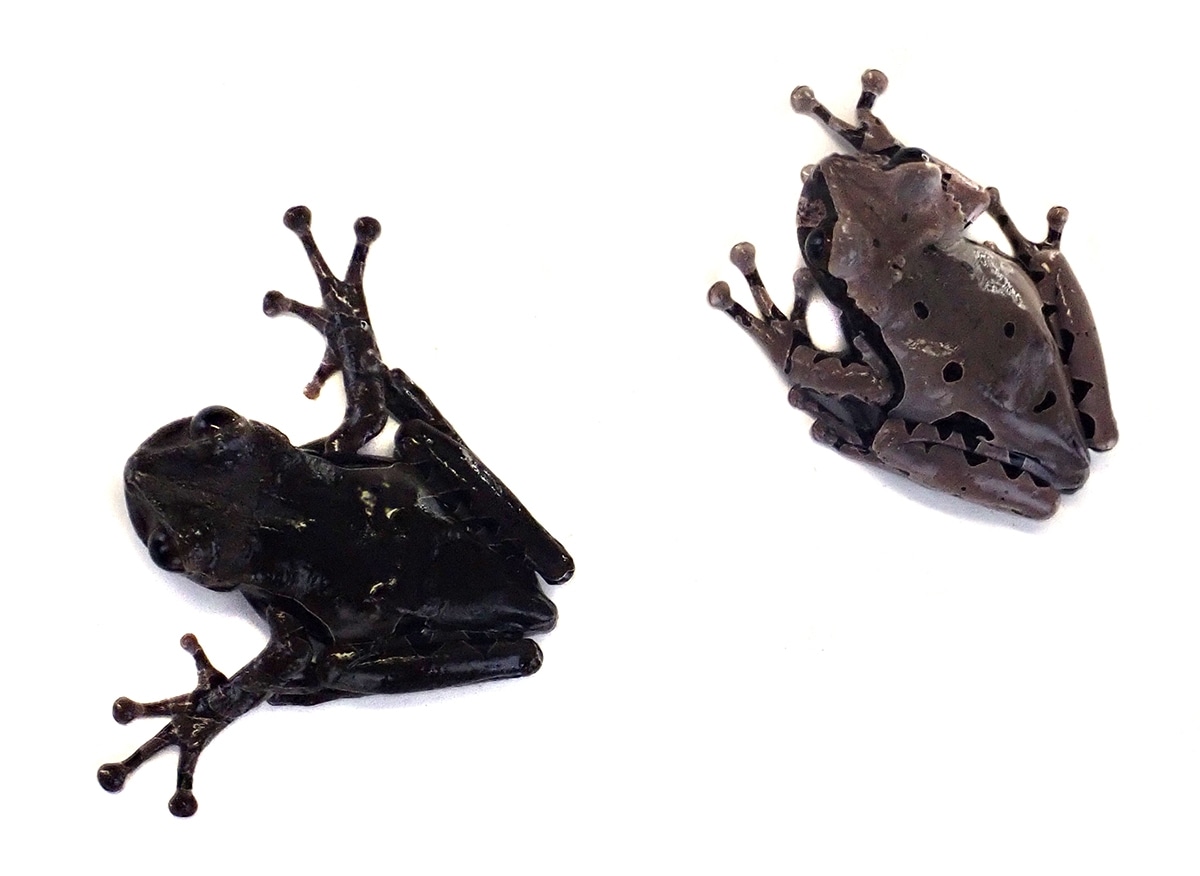 Crowned Tree Frog - Triprion Spinosus (Captive Bred) Other Tree Frog by ...