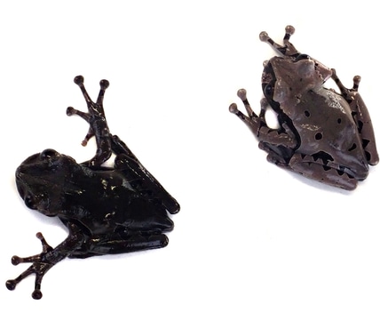 Triangle Tree Frog - Dendropsophus Triangulum (Captive Bred) Other Tree ...