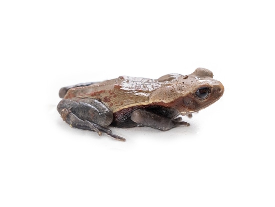 Smooth Sided Toad - Rhaebo Guttatus (Captive Bred) by Josh's Frogs
