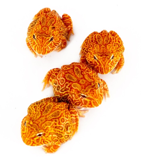 Strawberry Pineapple Pac-Man Frog - Ceratophrys Cranwelli (Captive Bred ...