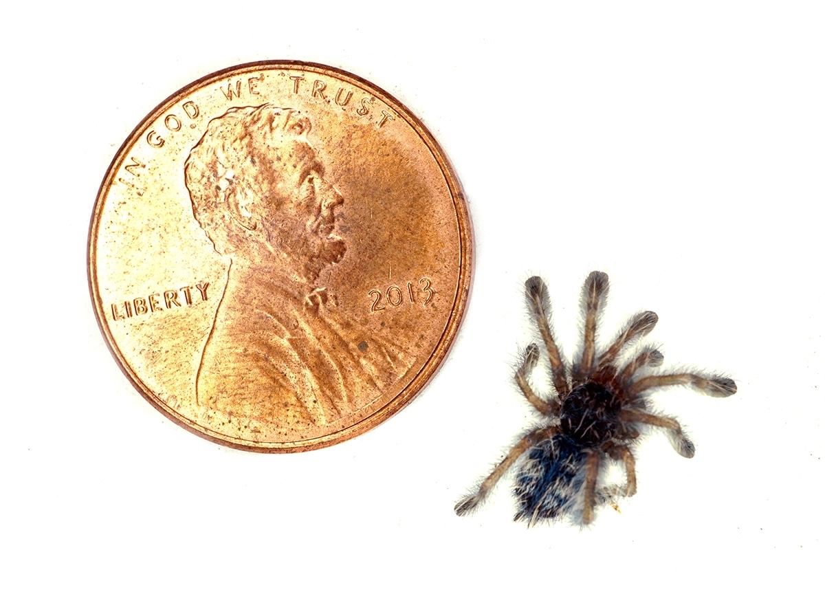 Antilles Pink Toe - Caribena Versicolor (Captive Bred) Tarantula by ...