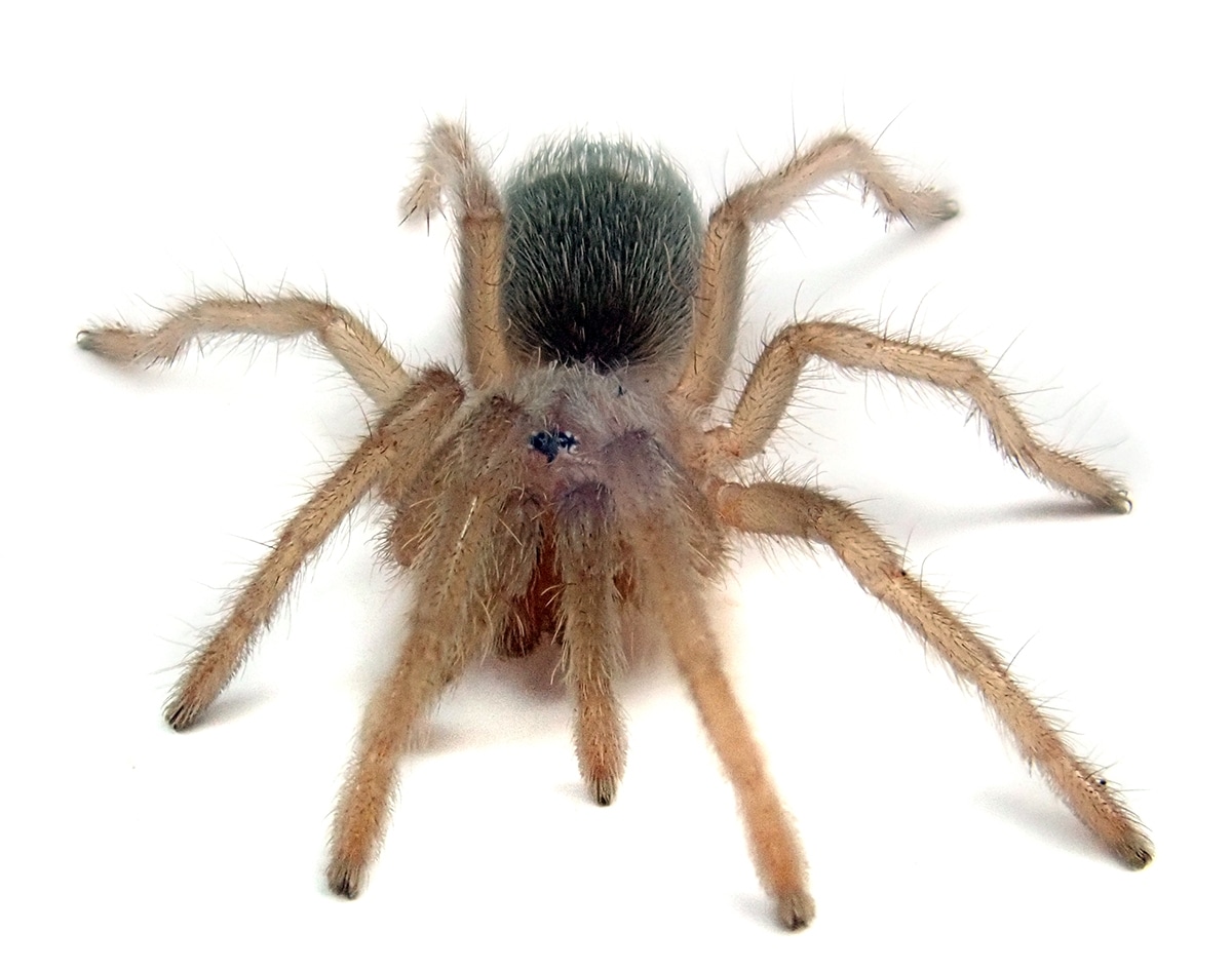 Costa Rican Striped Knee - Aphonopelma Seemanni (Captive Bred ...