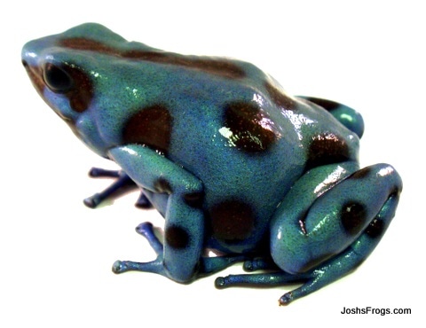 Dendrobates Auratus 'Turquoise & Bronze' (Captive Bred) Other Dart Frog ...