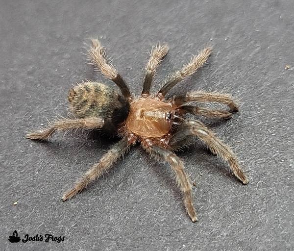 Guatemalan Tiger Rump - Davus Pentaloris (Captive Bred) Tarantula by ...