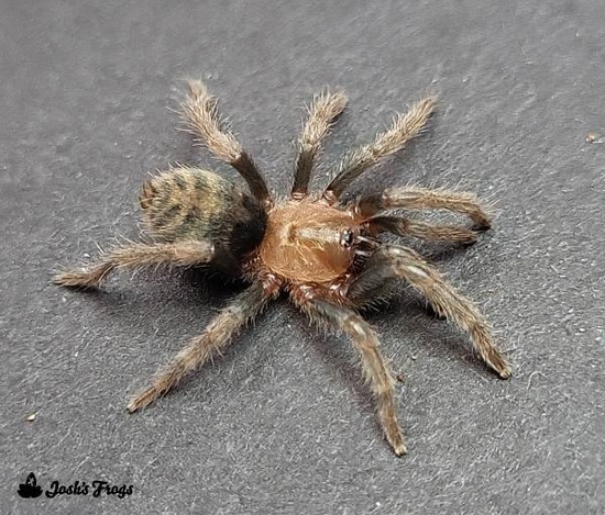 Guatemalan Tiger Rump Tarantula - Davus Pentaloris | 2 Inch by Josh's Frogs