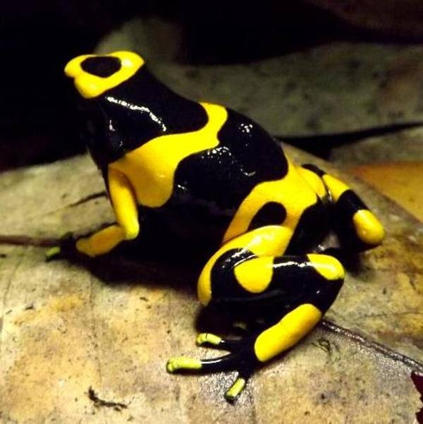 'Banded' (Captive Bred) - Bumble Bee Dart Frog Yellow-Banded Dart Frog ...