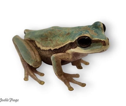 Triangle Tree Frog - Dendropsophus Triangulum (Captive Bred) Other Tree ...