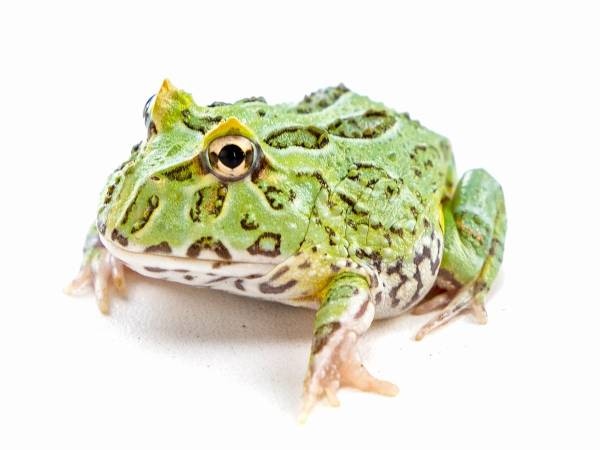 Samurai Pac-Man Frog - Ceratophrys Cranwelli (Captive Bred CBP) Pacman ...