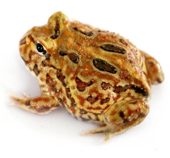 Coffee Pac-Man Frog - Ceratophrys Cranwelli (Captive Bred) Pacman Frog ...