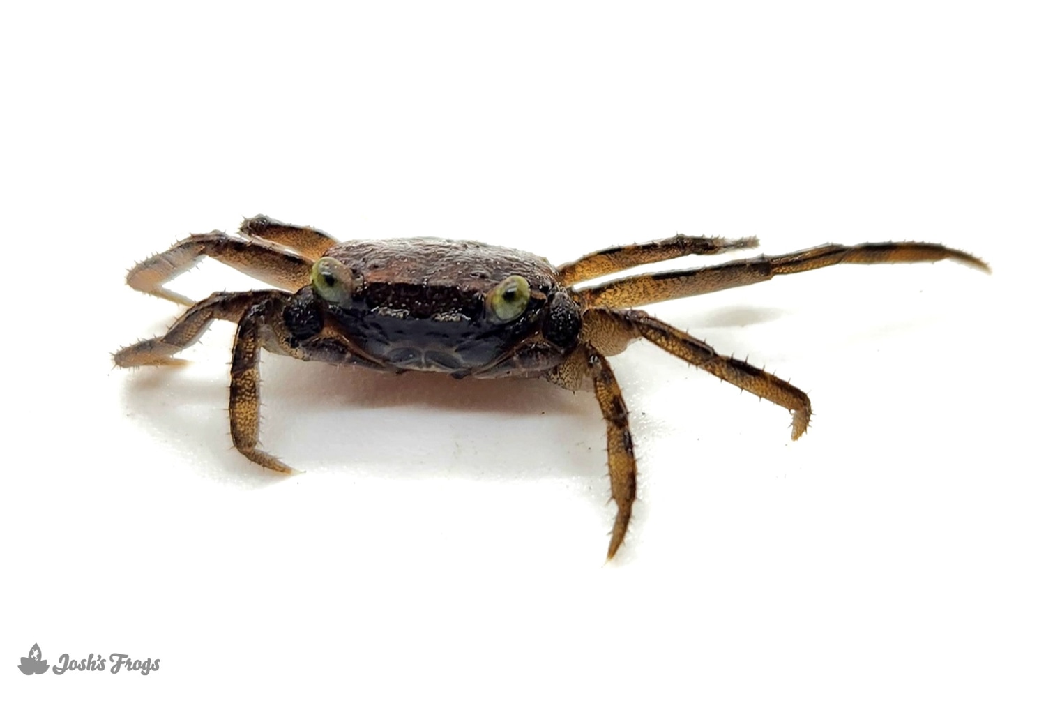 Purple Vampire Crab - Geosesarma Bogorensis (Captive Bred) Other ...