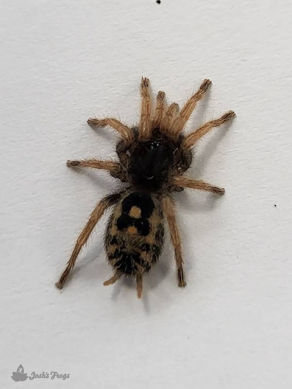 Speckle Patch - Hapalopus Sp. “Guerilla" | 1/8 Inch (Captive Bred ...