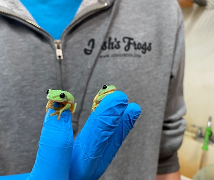 Triangle Tree Frog - Dendropsophus Triangulum (Captive Bred) Other Tree ...