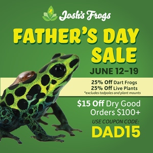 Triangle Tree Frog - Dendropsophus Triangulum (Captive Bred) Other Tree ...