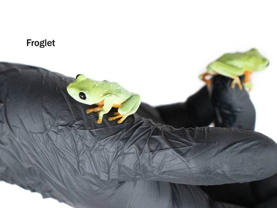 Black-Eyed Tree Frog - Agalychnis Moreletii (Captive Bred) Red-Eyed ...