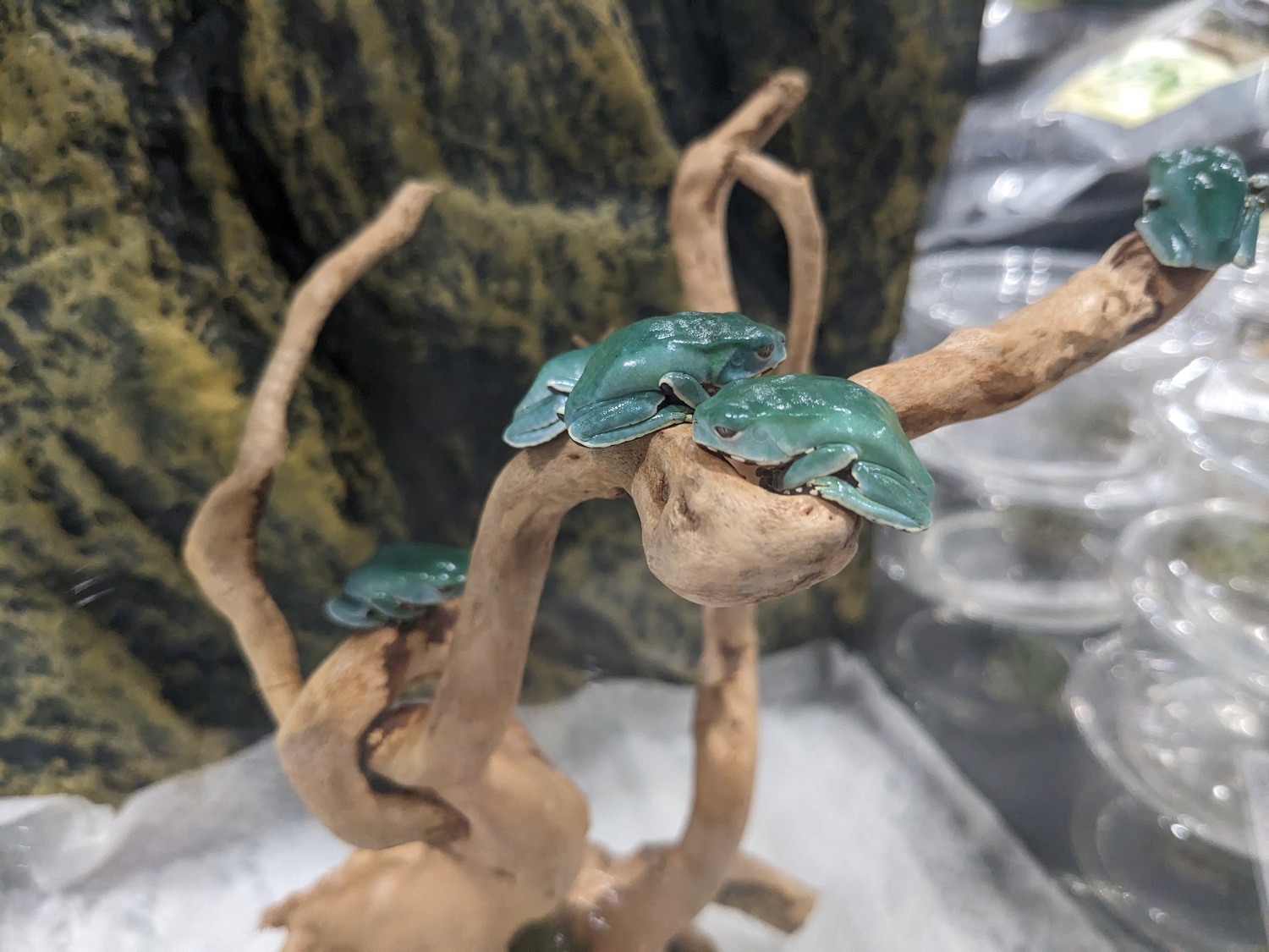 Giant Waxy- Tree Froglet - Phyllomedusa Bicolor (Captive Bred) Monkey ...