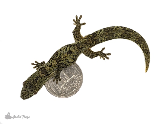 Vieillardi's Chameleon Gecko (Eurydactylodes Vieillardi) by Josh's Frogs