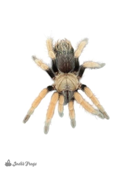 Mexican Blood Leg Tarantula - Aphonopelma Bicoloratum (Captive Bred) by ...
