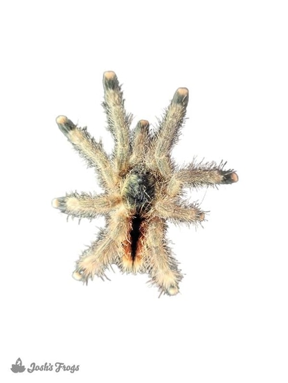 Goliath Pink Toe Tarantula - Avicularia Sp. 'Braunshauseni' (Captive ...