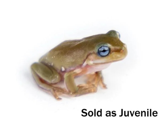 Honey Blue-Eyed White's Tree Frog - Litoria Caerulea (Captive Bred) by ...