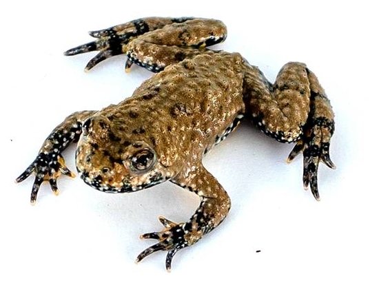 Yellow Fire-Bellied Toad - Bombina Variegata (Captive Bred) by Josh's Frogs