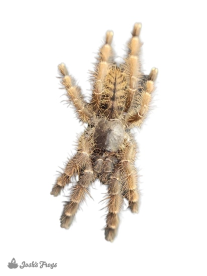 Peach Earth Tiger Tarantula - Aspinochilus Rufus (Captive Bred) by Josh ...