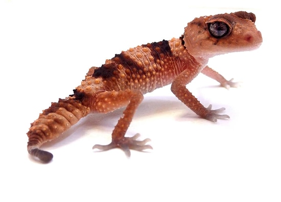 Northern Banded Knob-Tailed Gecko - Nephrurus Cinctus (Captive-bred) by ...