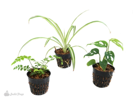 18x18x20 (20 Gallon) Pac-Man Frog Vivarium Plant Kit (3 Plants ...