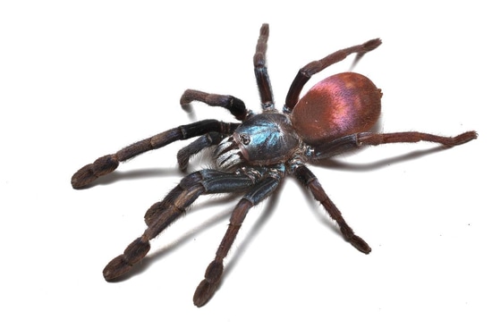 Psychedelic Earth Tiger - Cilantica Psychedelicus | 1 Inch (Captive ...