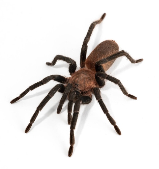 Trinidad Dwarf Pink Tarantula - Holothele Longipes | 1 Inch by Josh's Frogs