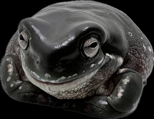 White's Tree Frogs - Litoria Caerulea (Individually Pictured ...